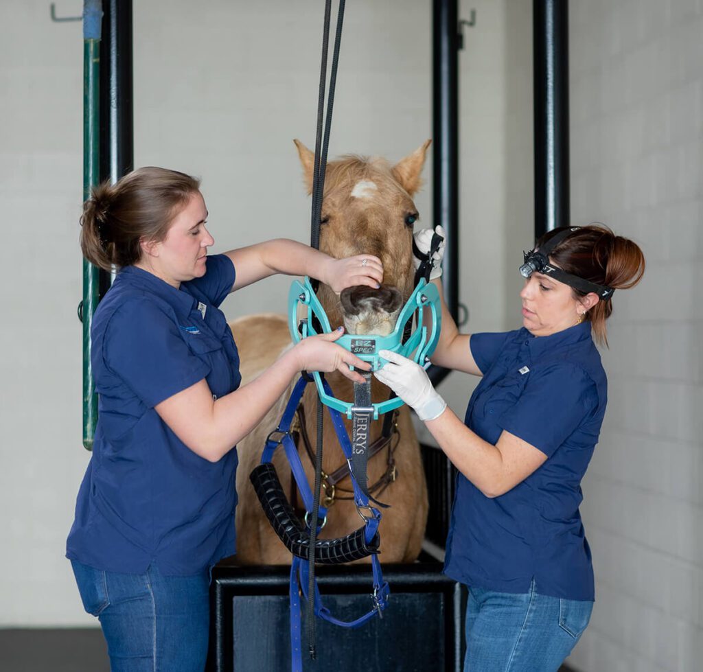 Equine Veterinary Hospital in Covington, GA | Countryside Equine Hospital