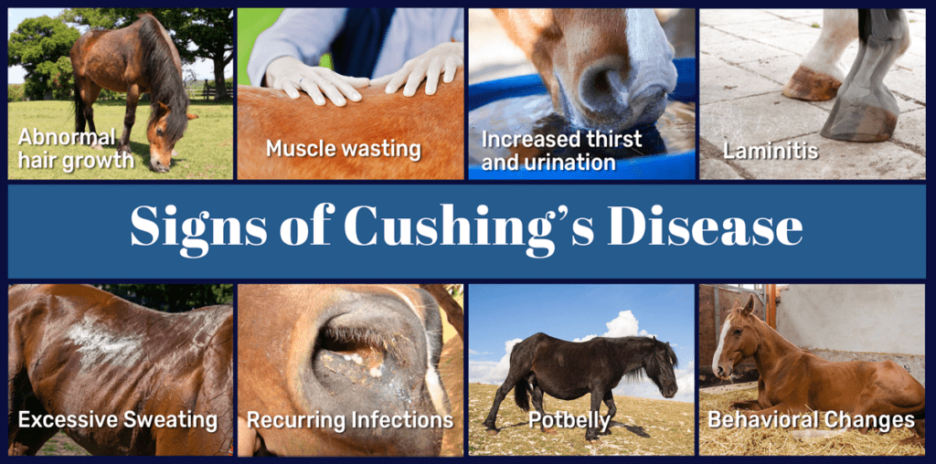 Understanding Equine Cushing's Disease: What Horse Owners Need to Know ...