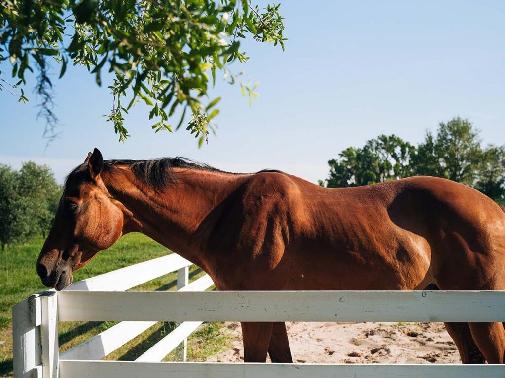 Common Health Problems in Horses | Countryside Equine Hospital