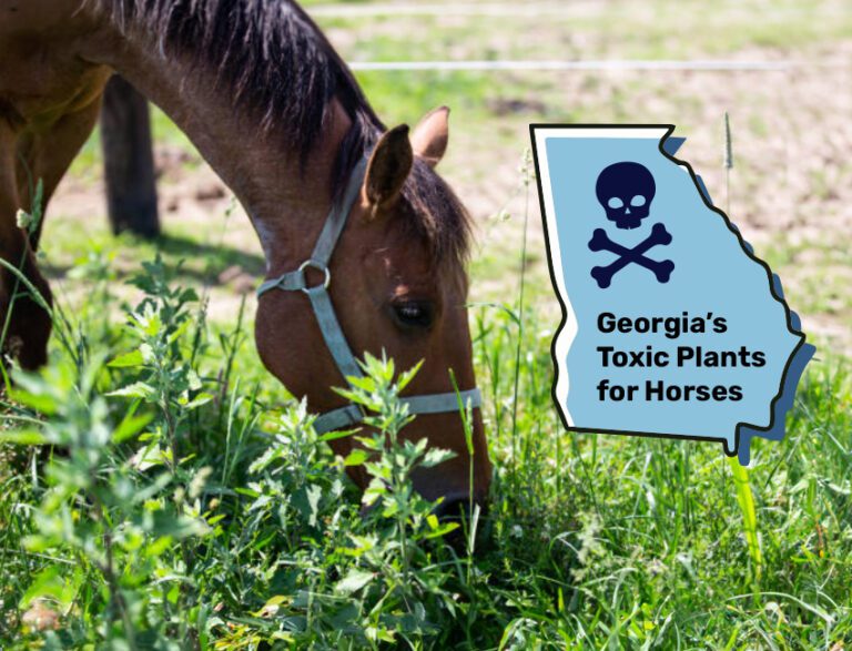 Equine Poison Prevention Info | Countryside Equine Hospital