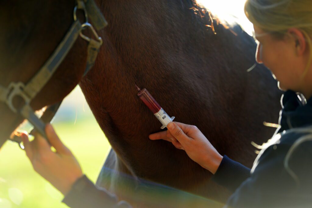Coggins Tests in Horses: For What Is It Testing and Why Is It Required ...